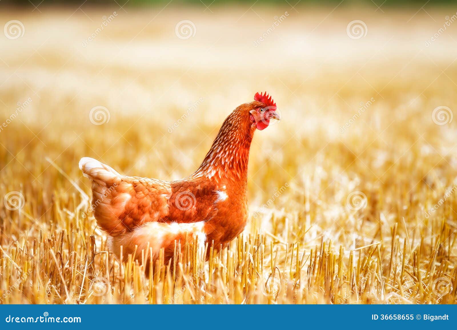 A hen stock image. Image of meadows, walking, corn, harvest - 36658655