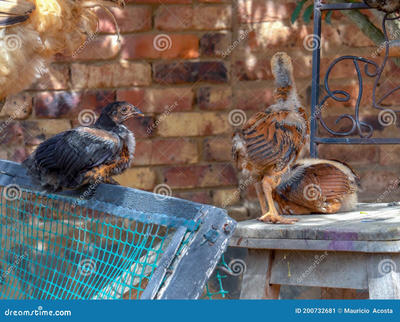 A Hen and Some of Her Chicks Perched on a Chair and a Framed Mesh in ...
