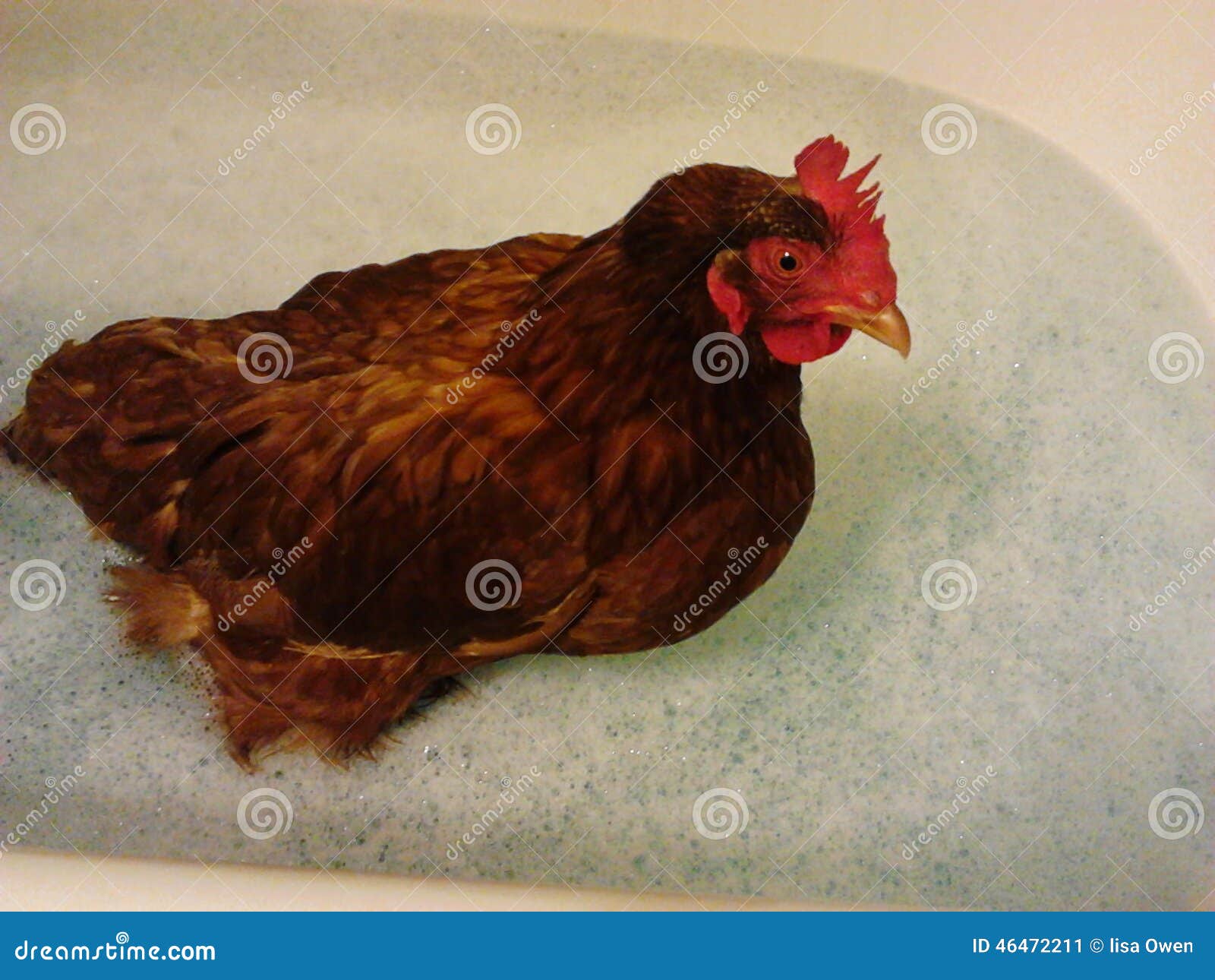 Hen spa stock image. Image of bubble - 46472211