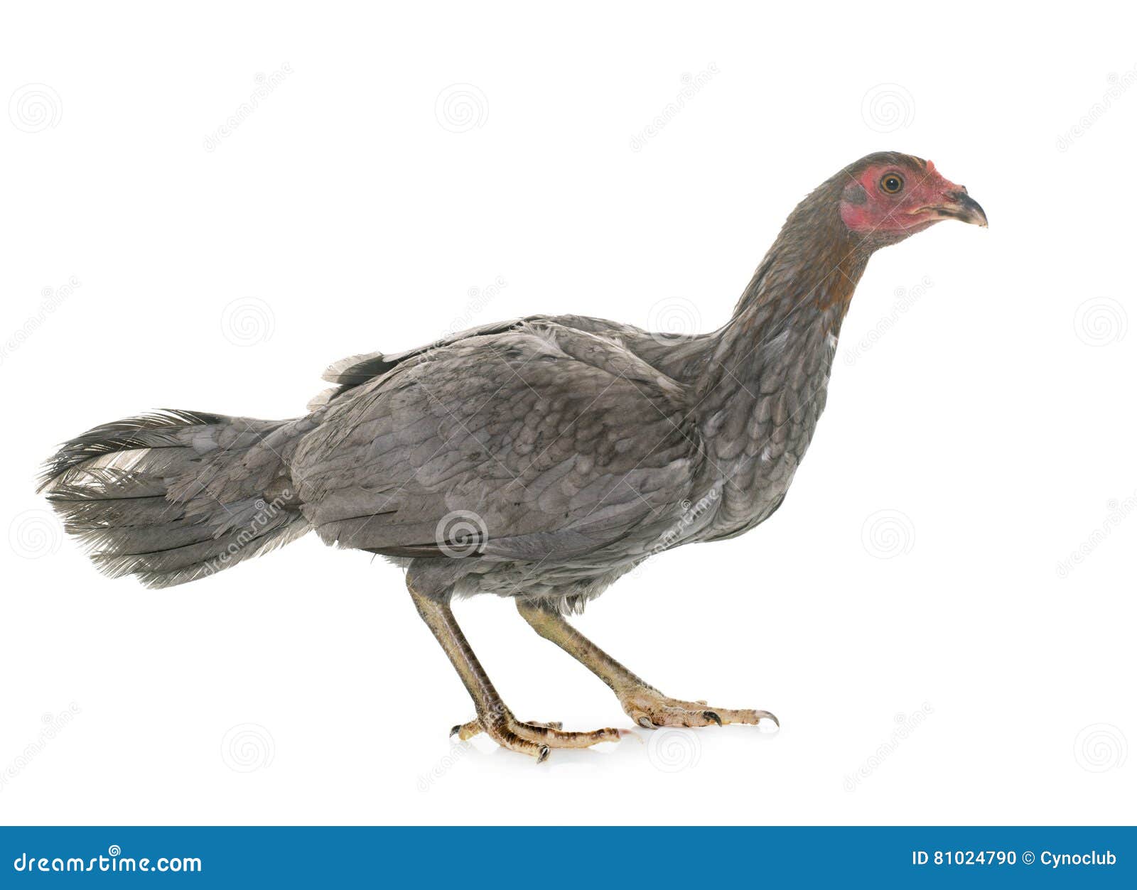 Hen spanish Gamecock stock photo. Image of animal, studio - 81024790