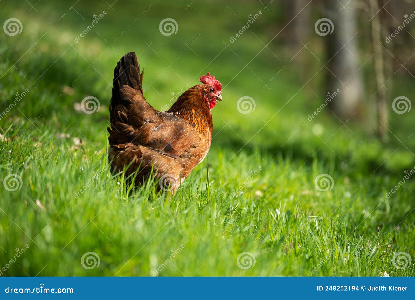Hen in a spring meadow stock photo. Image of spring - 248252194
