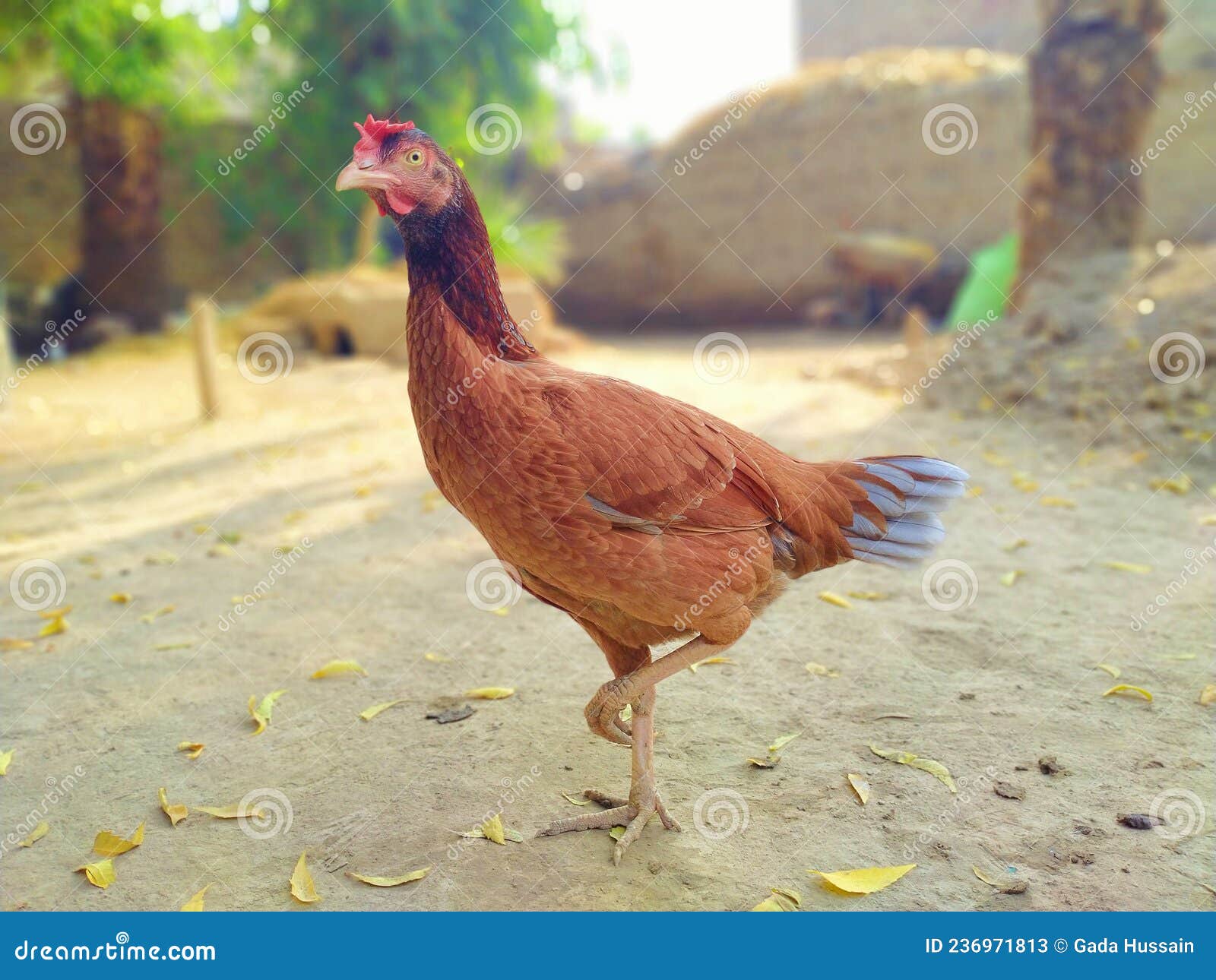 Hen stand on one foot stock image. Image of stand, foot - 236971813