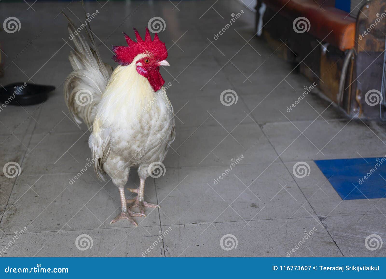 A hen standing in the home stock image. Image of feather - 116773607