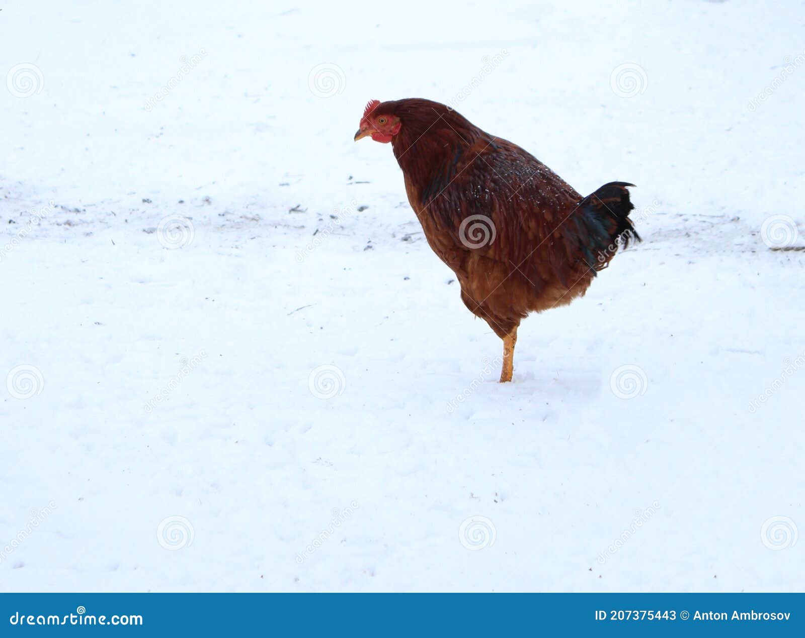 A Hen Standing on One Leg in the Snow, in the Village, Low Temperature ...