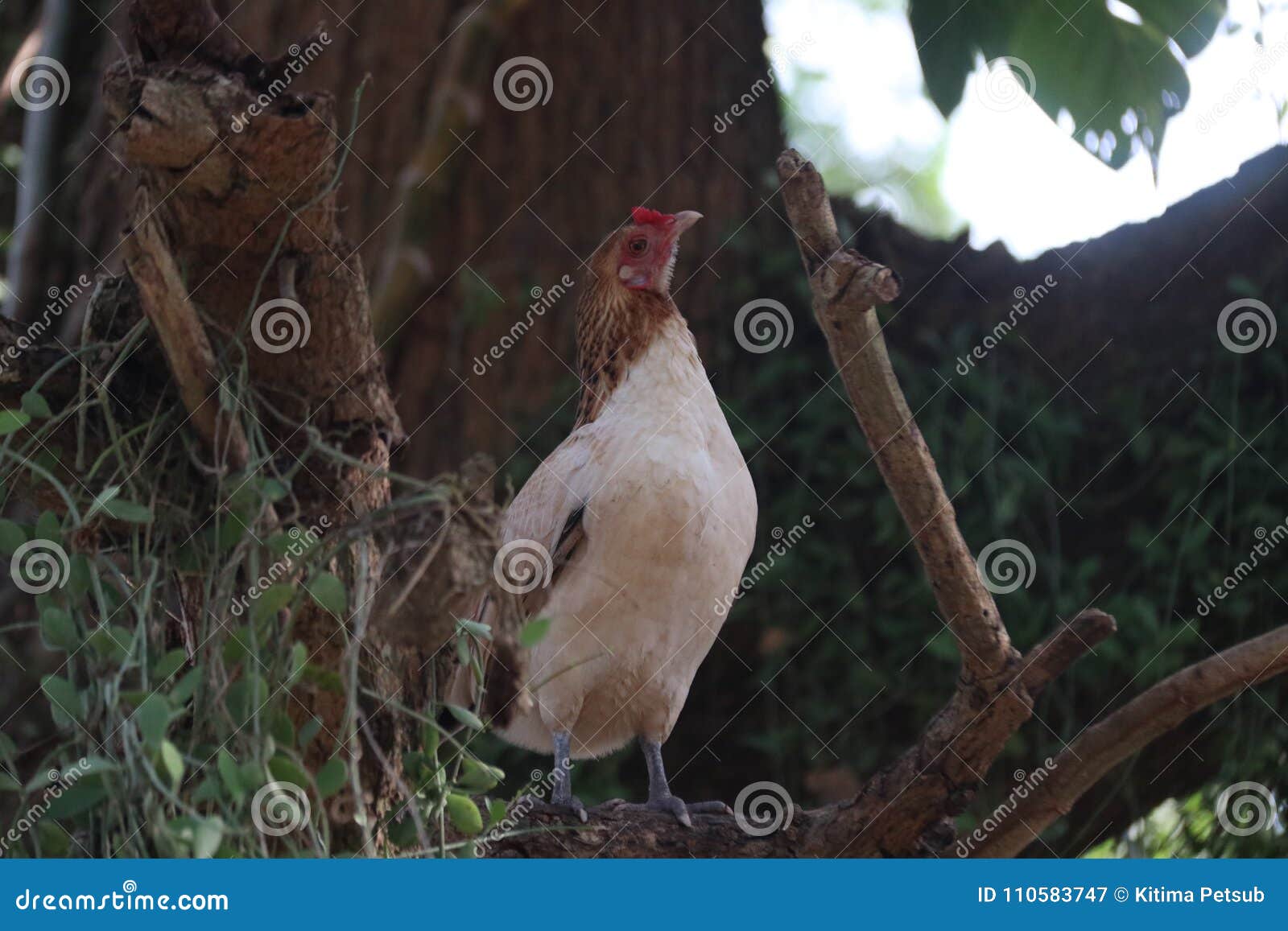 Chicken Standing on the Tree Stock Image - Image of standing, garden ...
