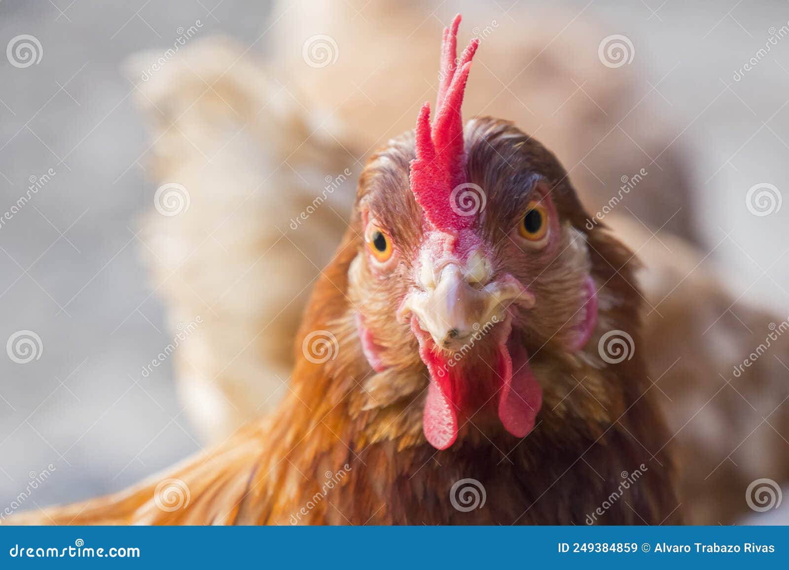 Hen Staring because she is Curious Stock Image - Image of birds, chick ...