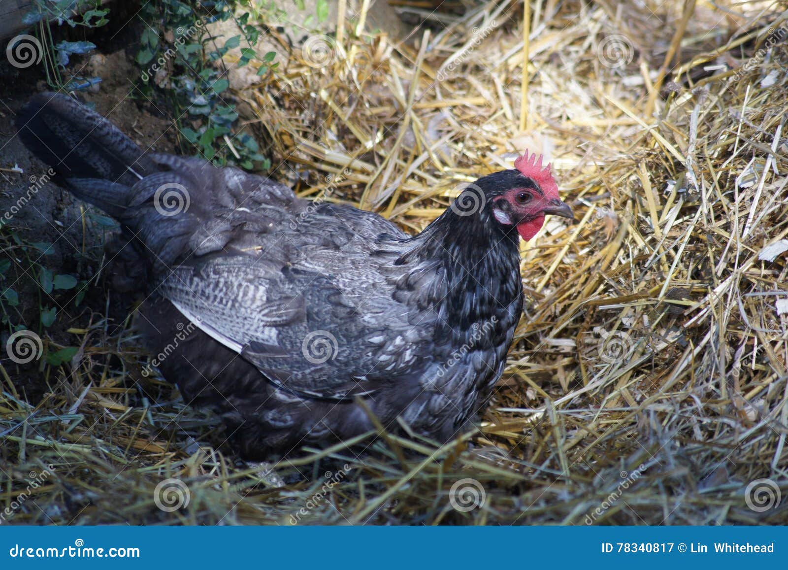 Hen in the Straw stock image. Image of straw, comb, close - 78340817