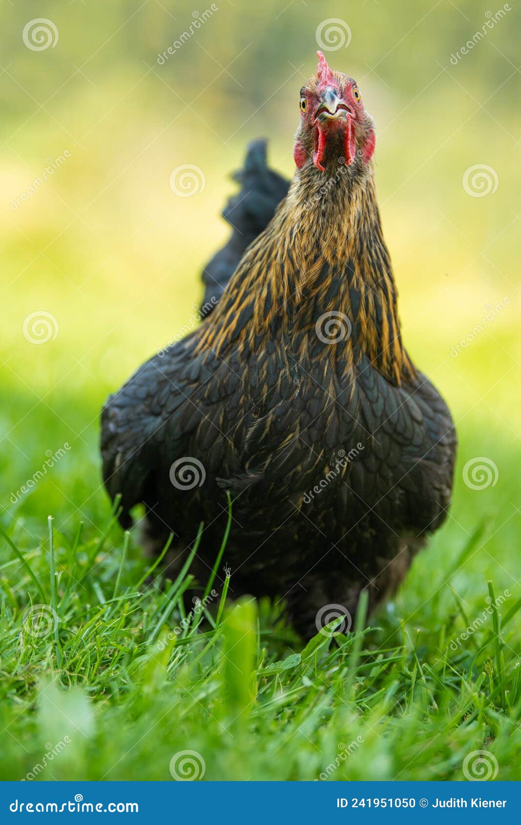 Hen in a summer meadow stock photo. Image of feather - 241951050