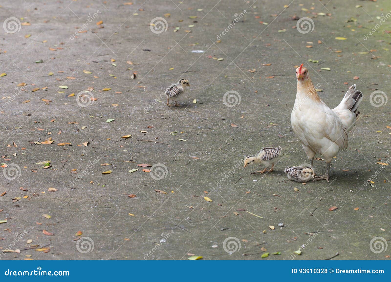 Hen and Three Chick stock photo. Image of farm, parent - 93910328