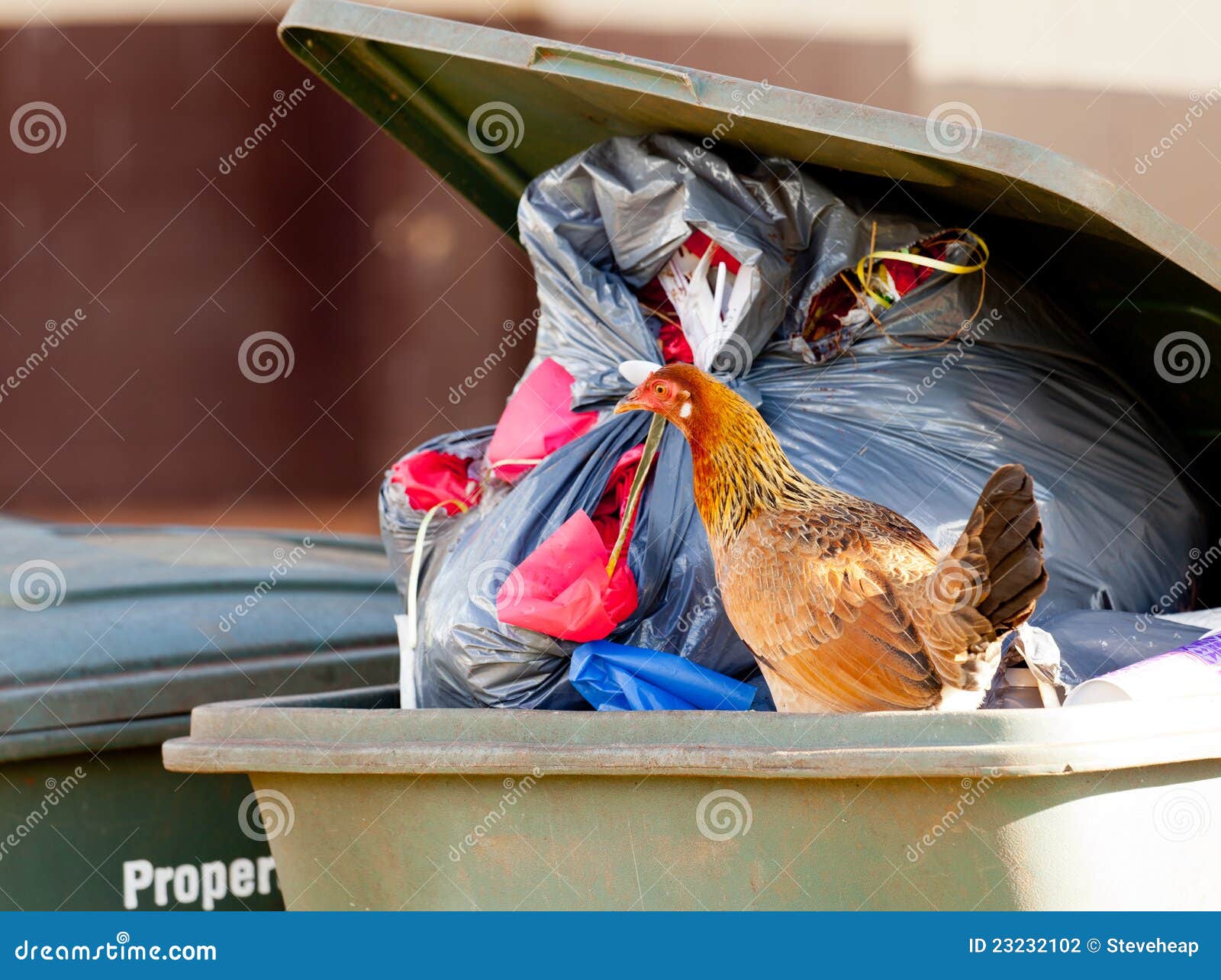 Hen in trash container stock photo. Image of outdoor - 23232102