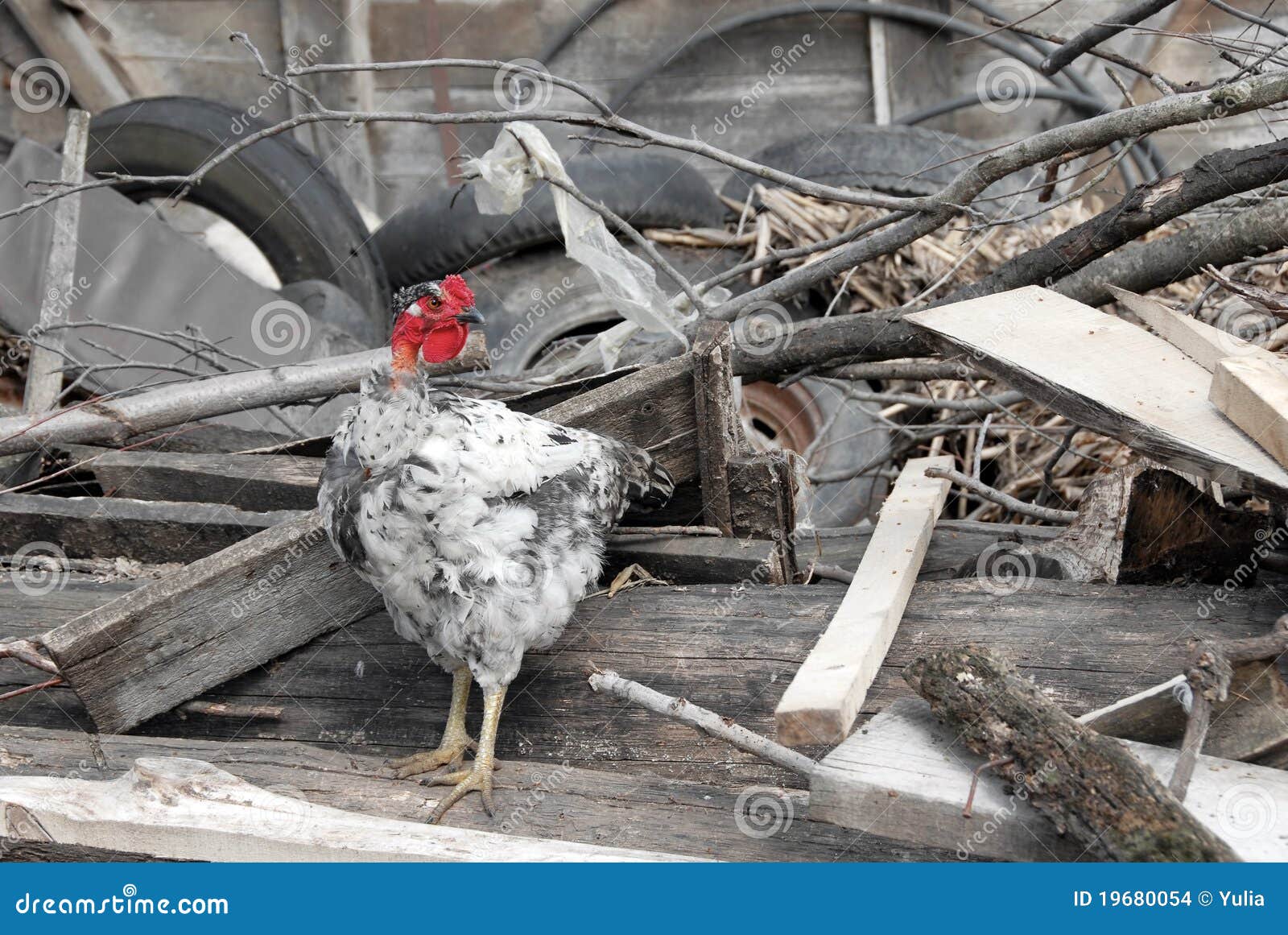 Hen between Trash on Farm Yard Stock Photo - Image of details, animal ...