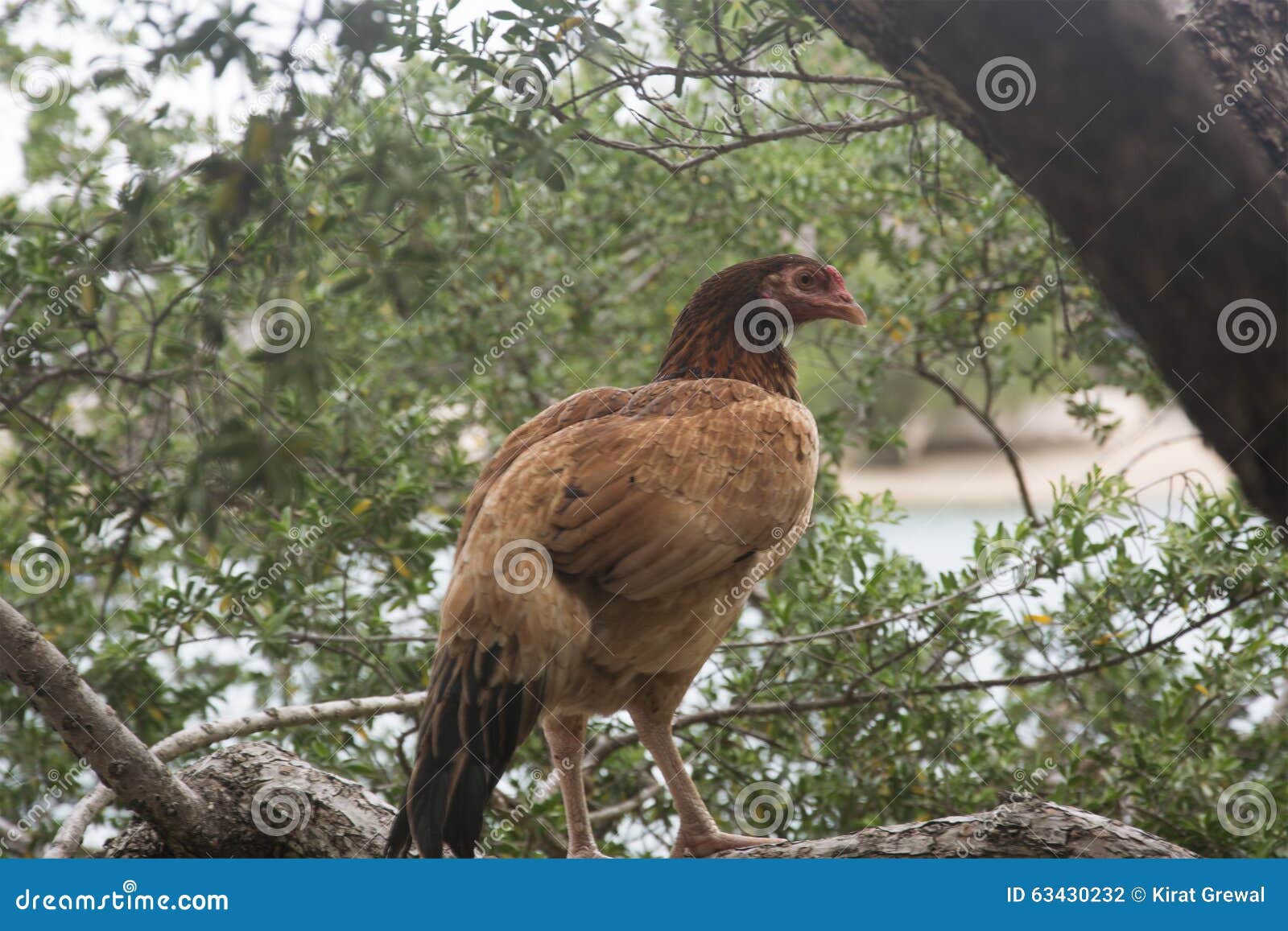 A Hen on a Tree stock photo. Image of organic, nature - 63430232