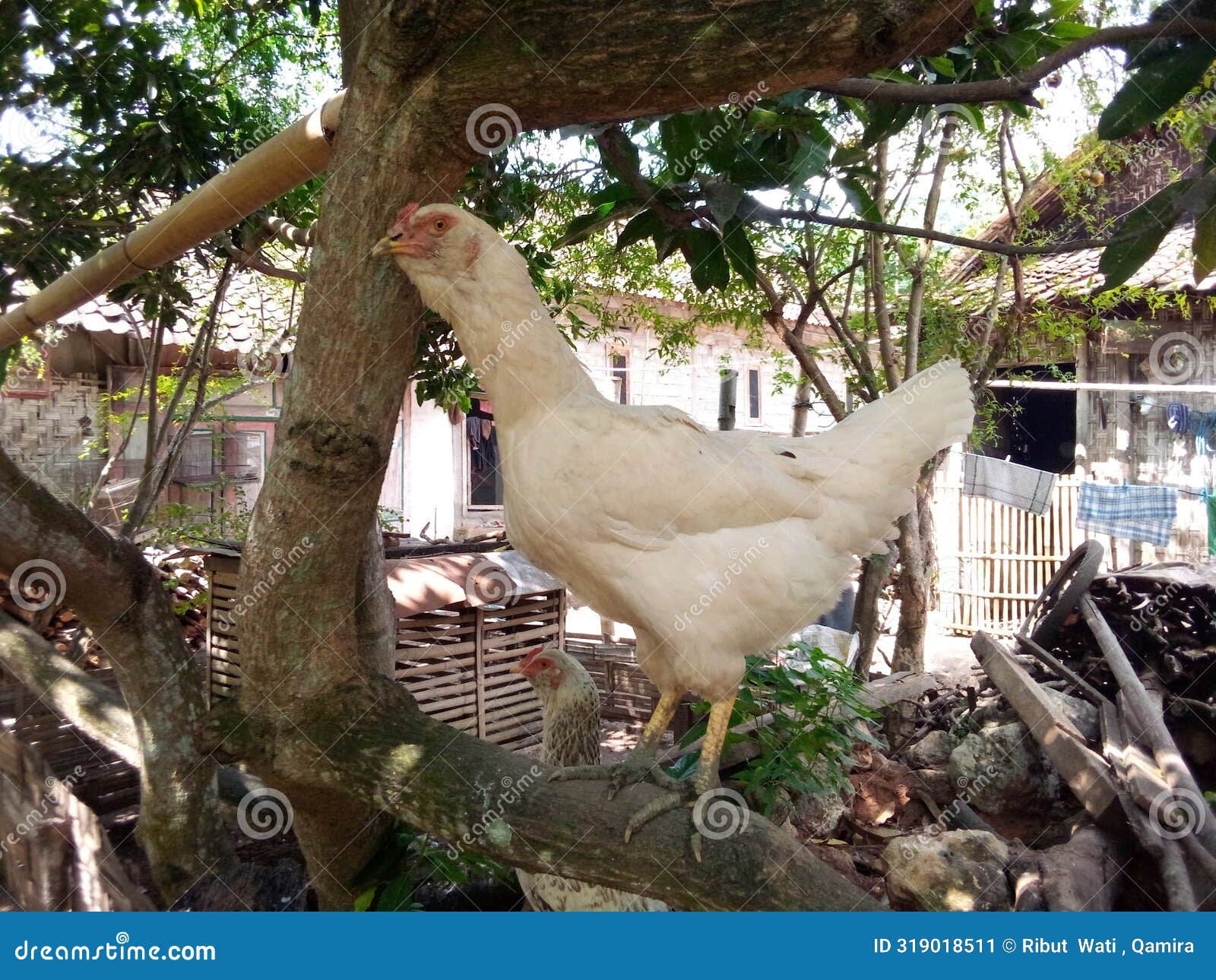 Hen on a tree stock image. Image of bird, elephant, lion - 319018511