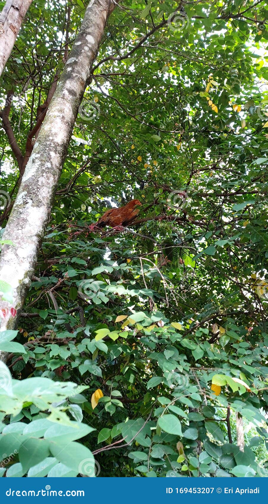 Hen on the tree stock image. Image of leaf, relax, animal - 169453207