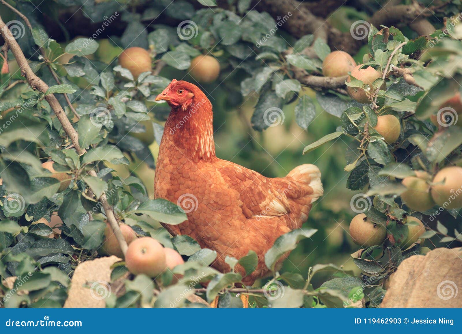 A hen under apple tree stock image. Image of afternoon - 119462903