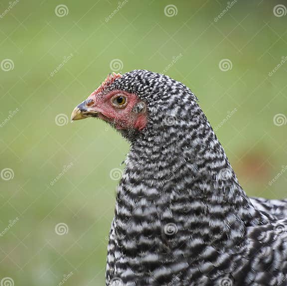 Hen up close stock image. Image of green, bird, eggs - 11117625