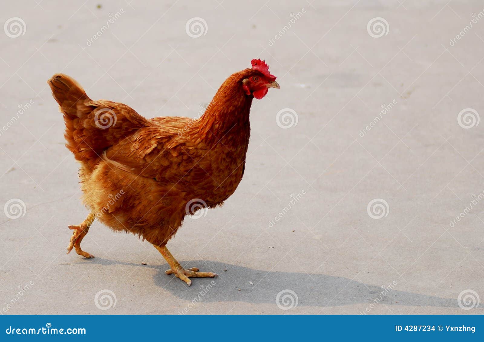 Hen on walk stock photo. Image of walk, inverted, yellow - 4287234
