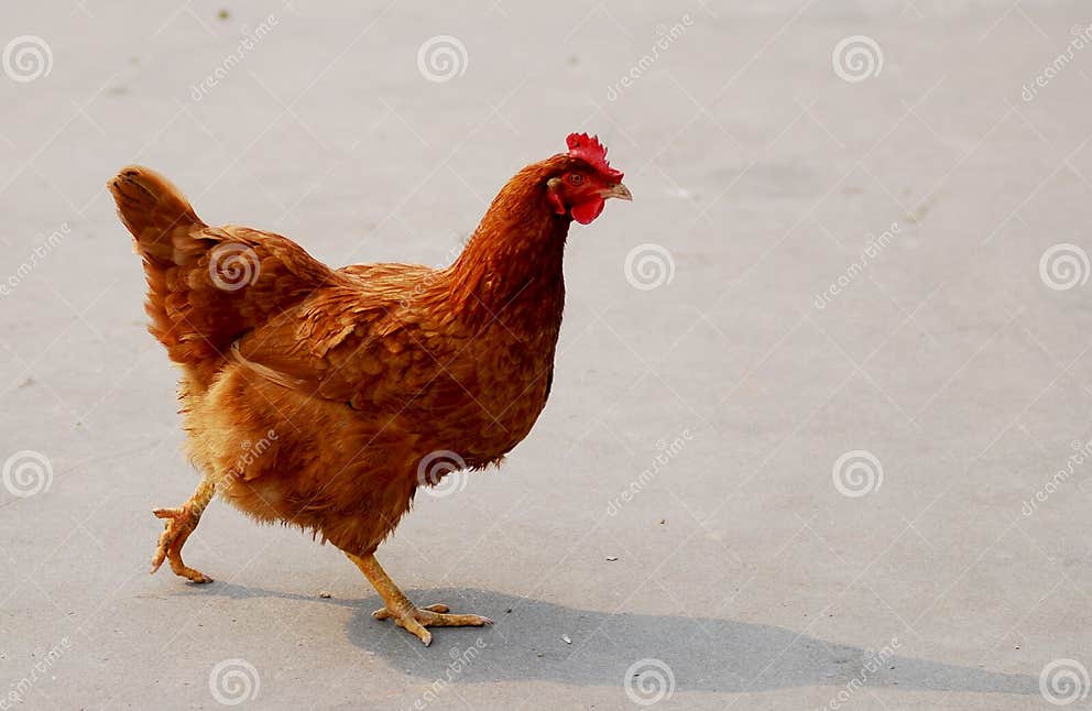 Hen on walk stock photo. Image of walk, inverted, yellow - 4287234