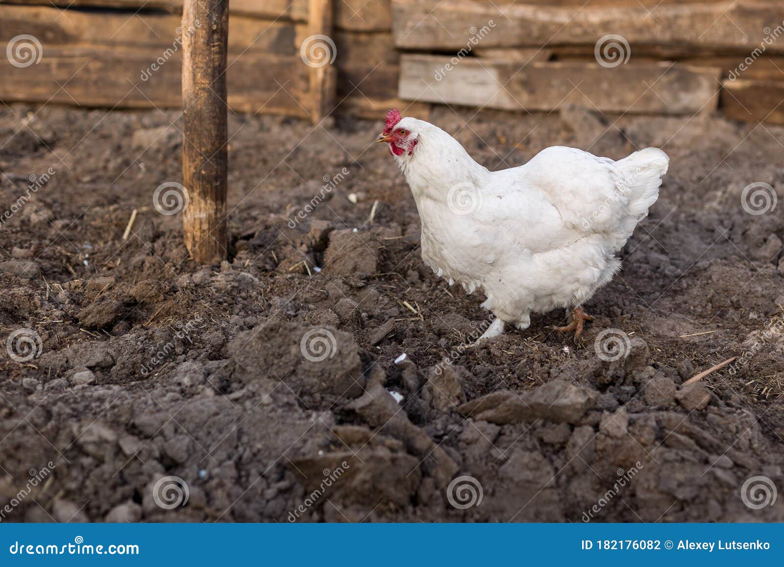Hen Walk on Freshly Digging Land Stock Photo - Image of nutrition ...