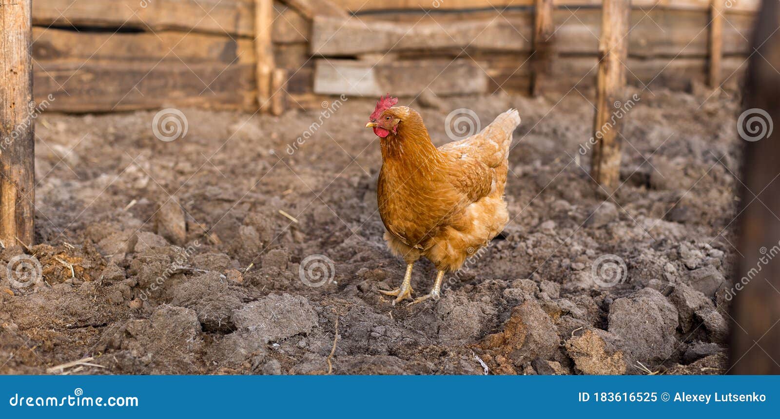 Hen Walk on Freshly Digging Land Stock Image - Image of fowl, animal ...