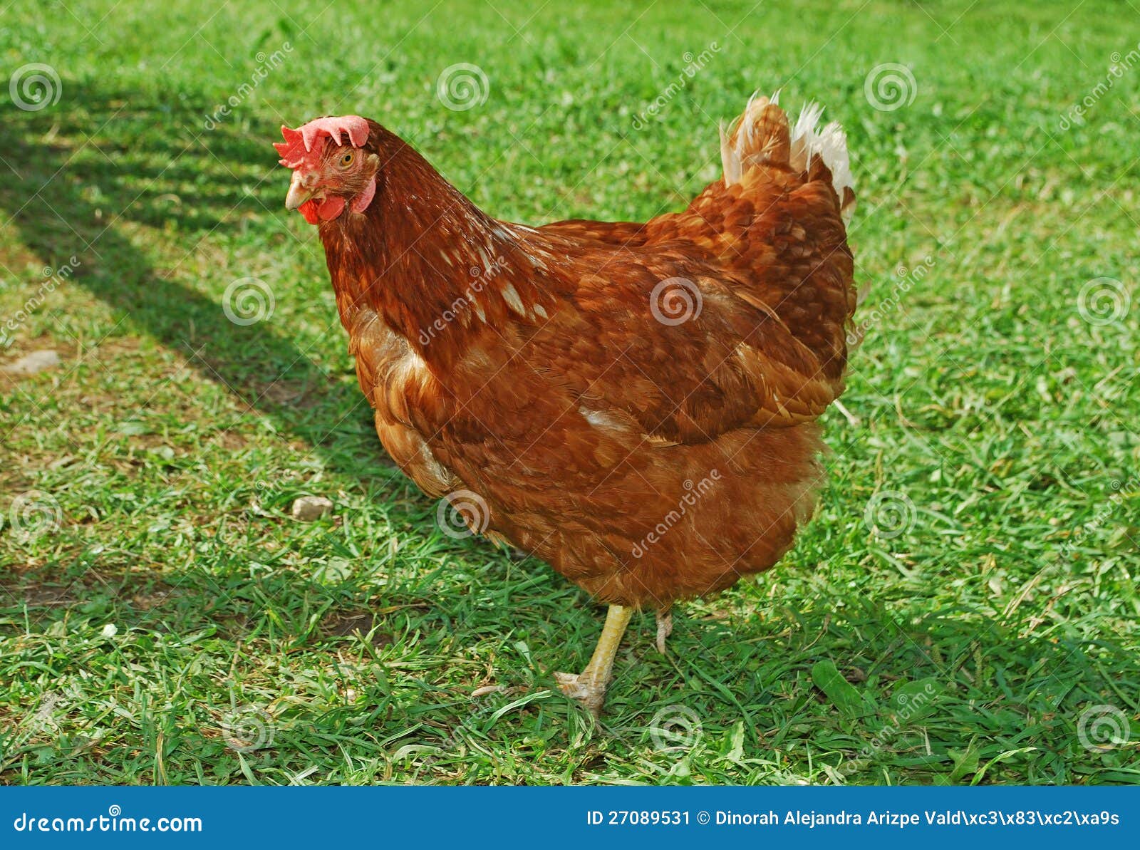 Hen walking stock image. Image of feathers, rooster, roosters - 27089531