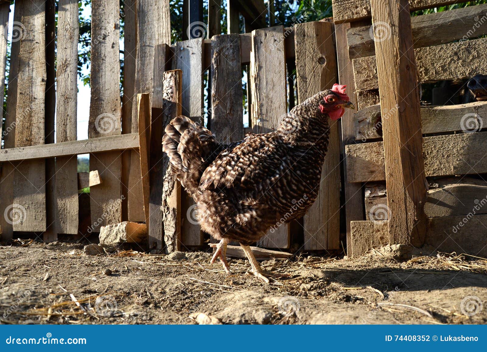 Hen Walking on the Barnyard. Young Chicken Standing Alone on Barn Yard ...