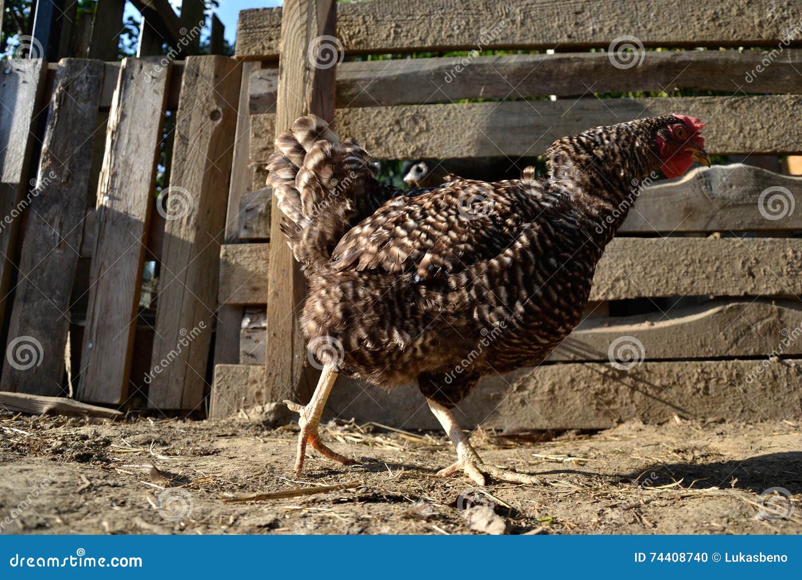 Hen Walking on the Barnyard. Young Chicken Standing Alone on Barn Yard ...
