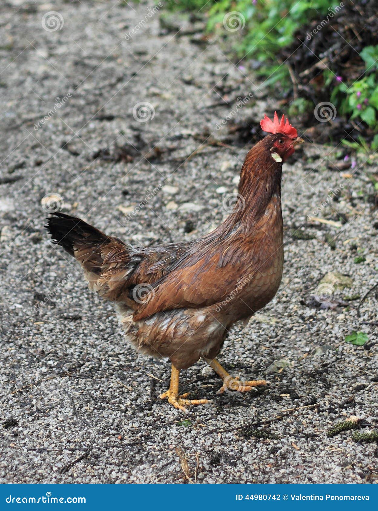 Hen walking stock photo. Image of female, road, brown - 44980742