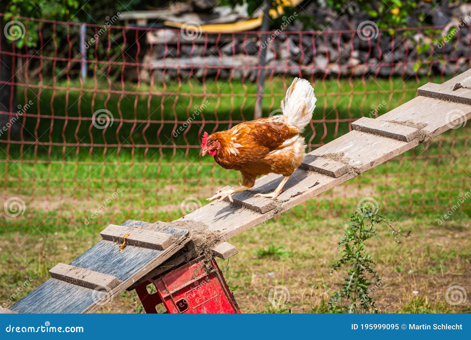 A Hen is Walking Down a Chicken Ladder Stock Image - Image of natural ...