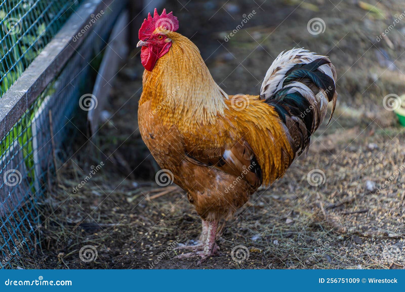 Hen walking in a farm stock image. Image of bird, rooster - 256751009