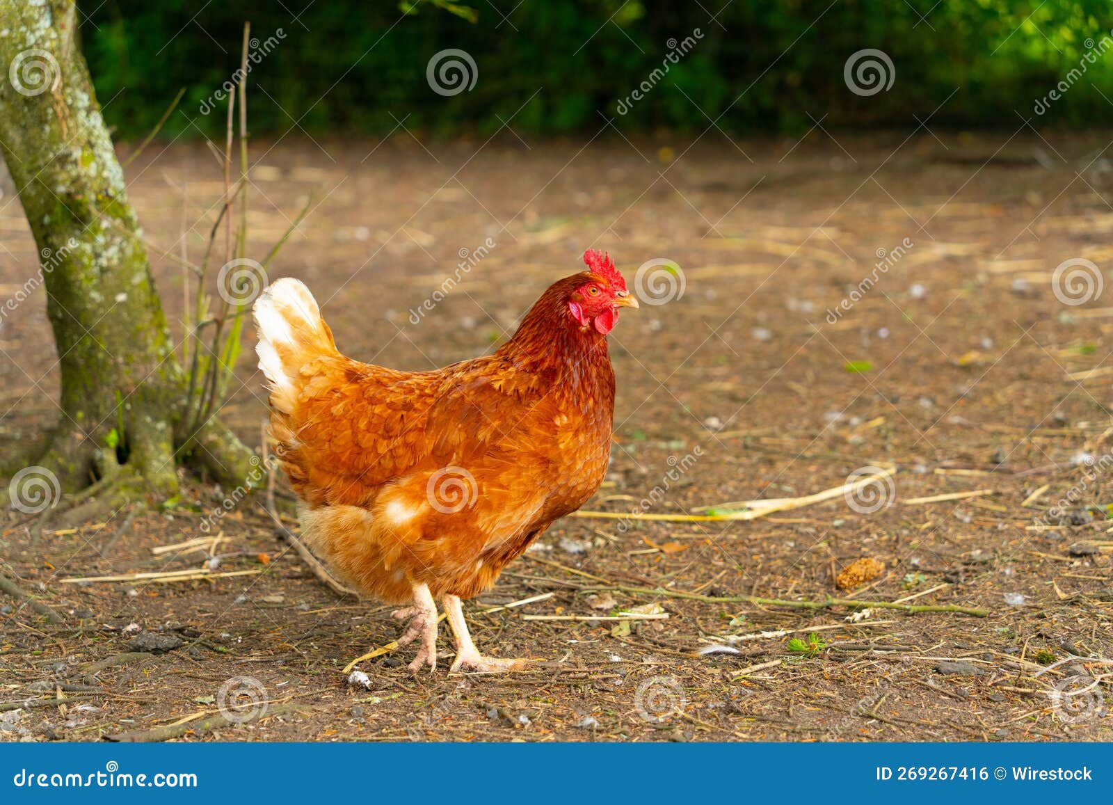 Hen walking in a farm stock photo. Image of hatch, meat - 269267416