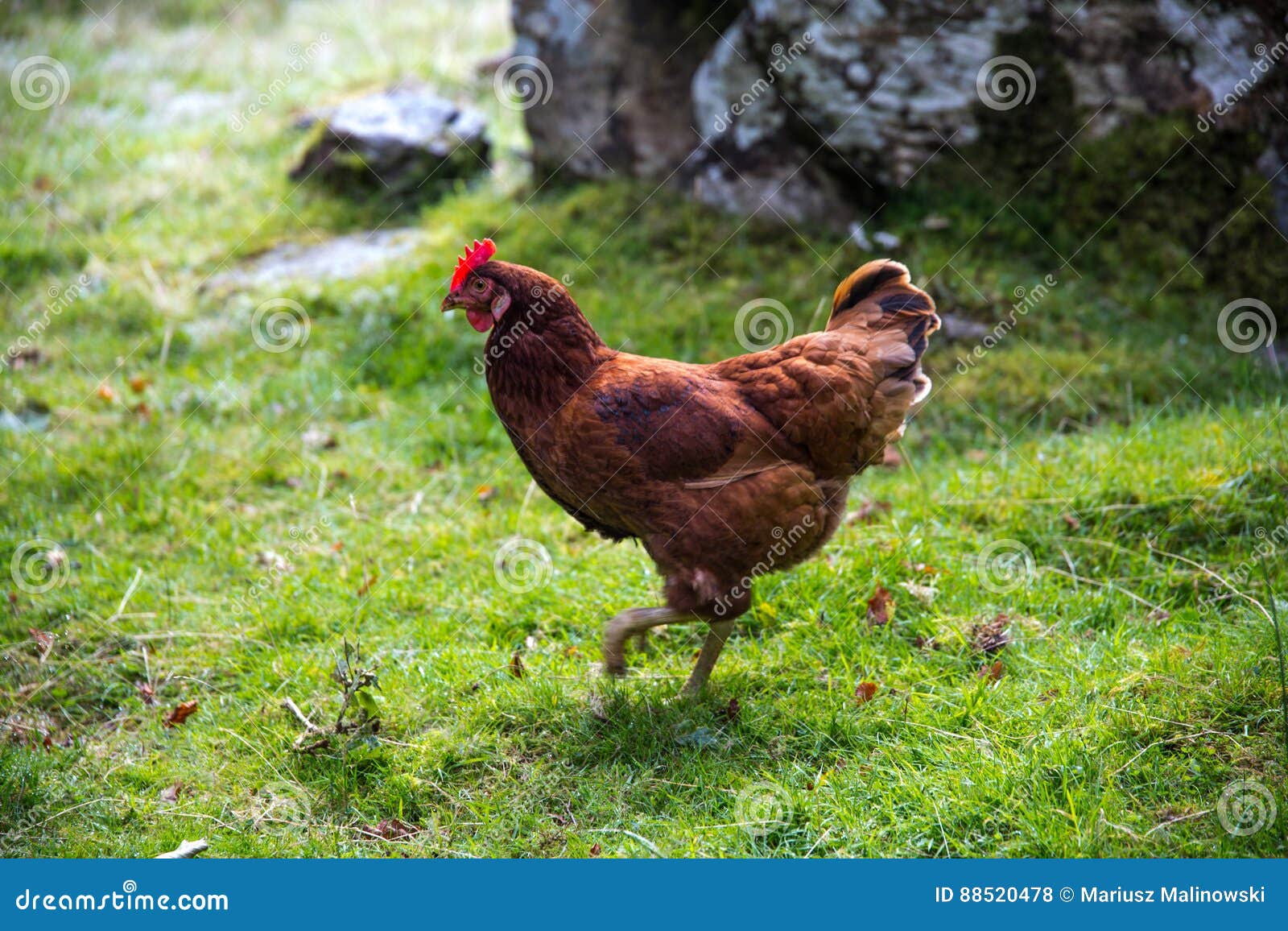 Hen walking on the field stock photo. Image of green - 88520478