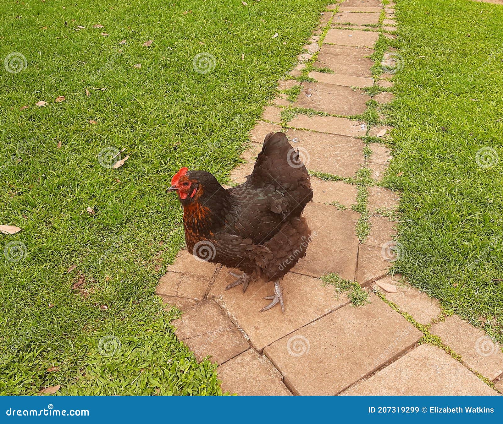 Hen Walking on the Garden Path Stock Image - Image of bird, rooster ...
