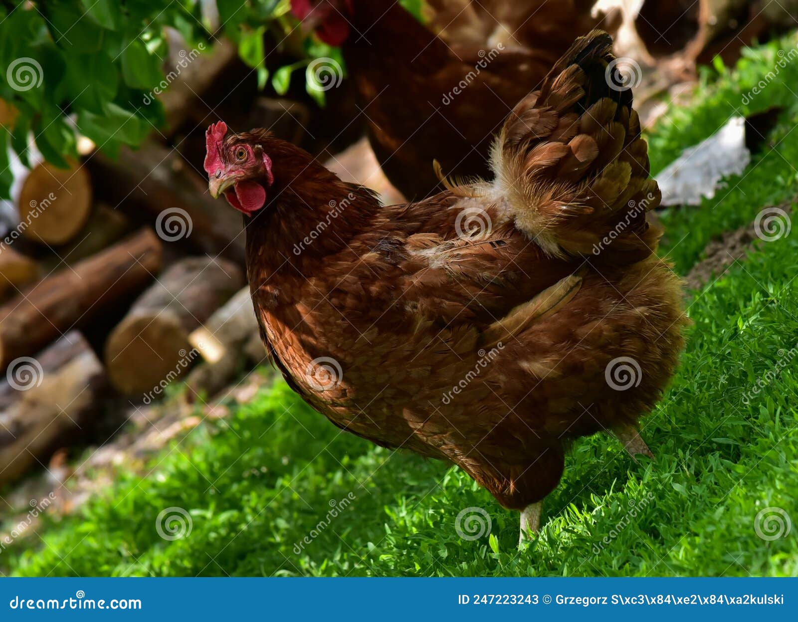 A hen walking on the grass stock image. Image of nature - 247223243