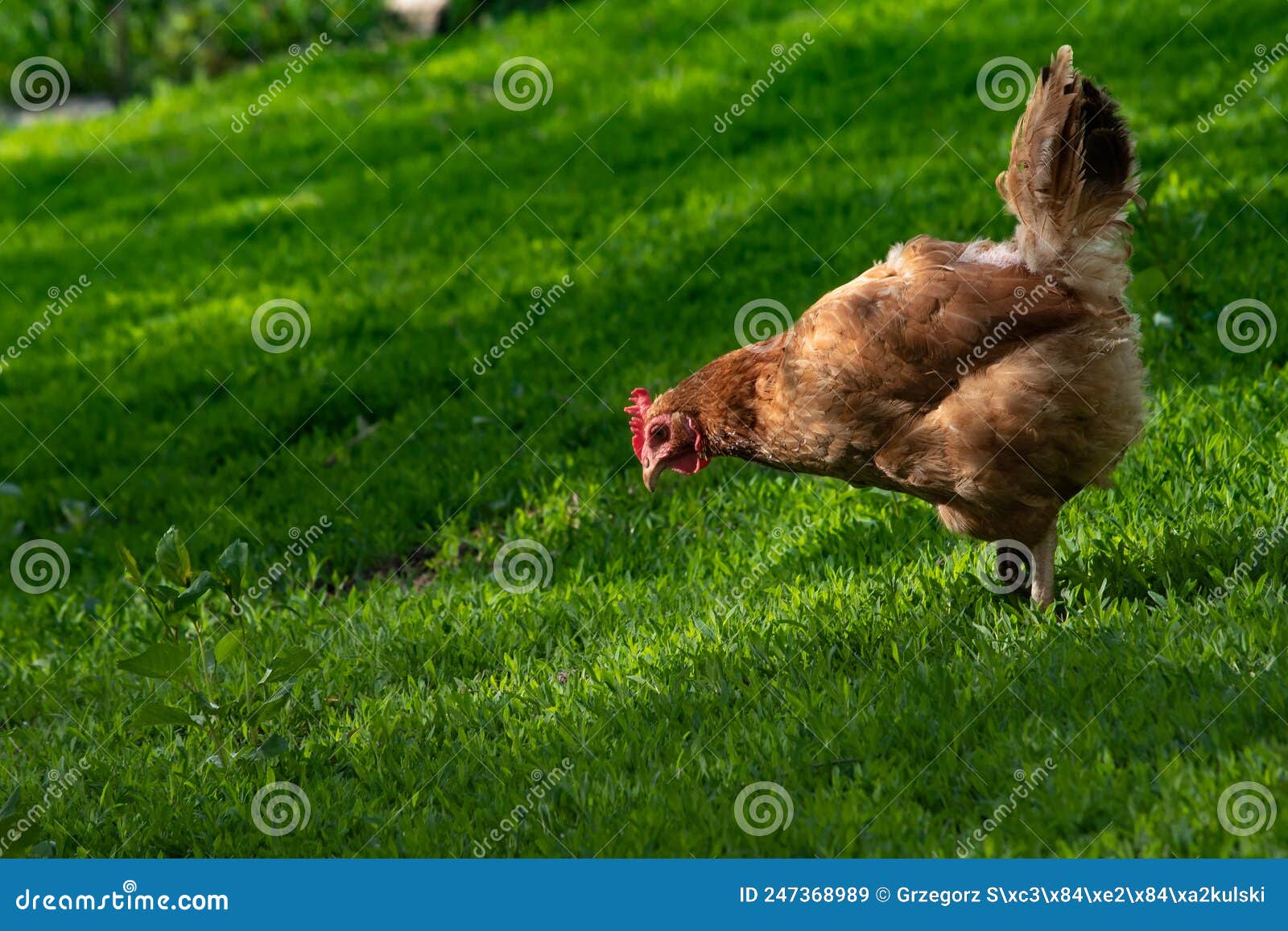 Hen walking on the grass stock image. Image of nature - 247368989