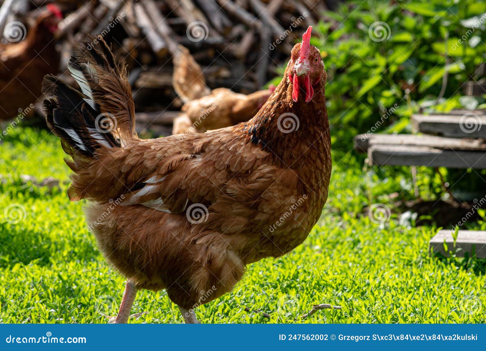 A hen walking on the grass stock photo. Image of roomster - 247562002