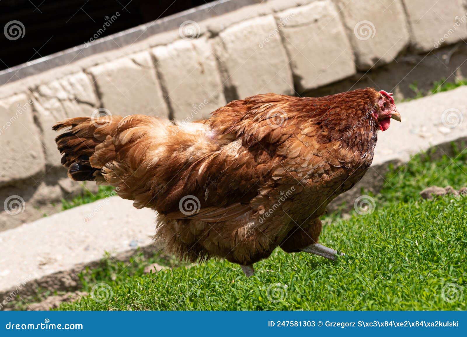 A hen walking on the grass stock image. Image of birds - 247581303