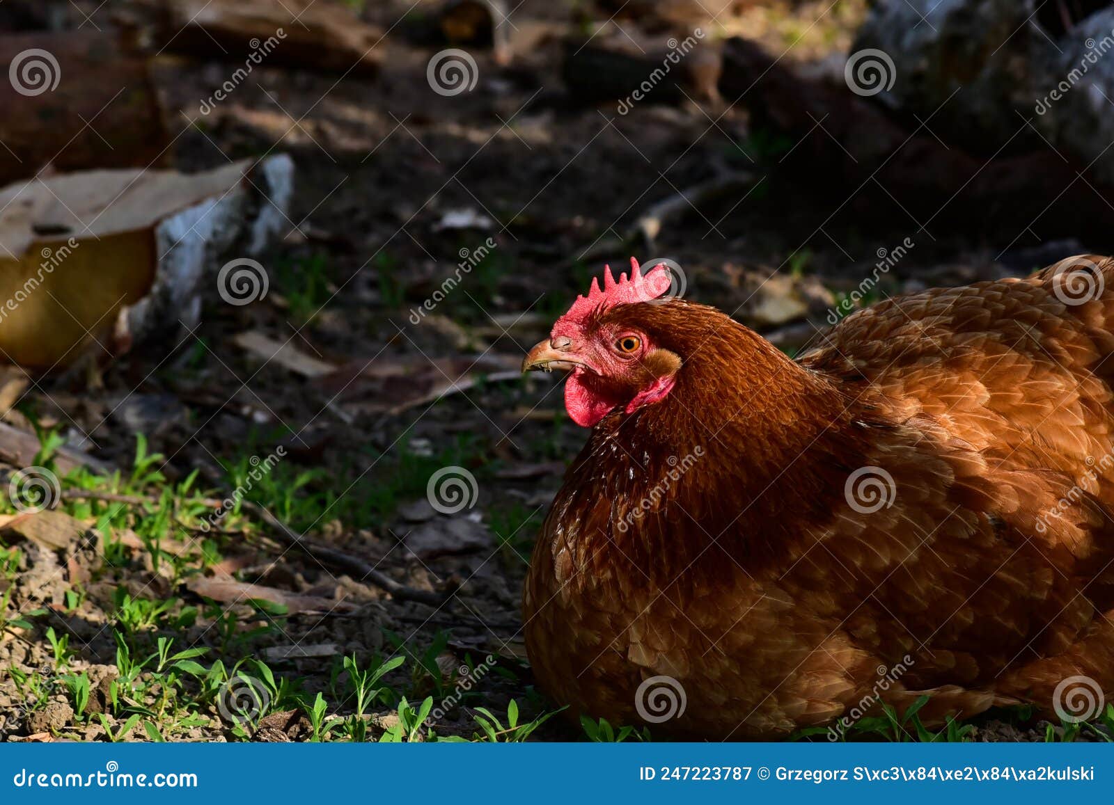 A hen walking on the grass stock image. Image of ecological - 247223787