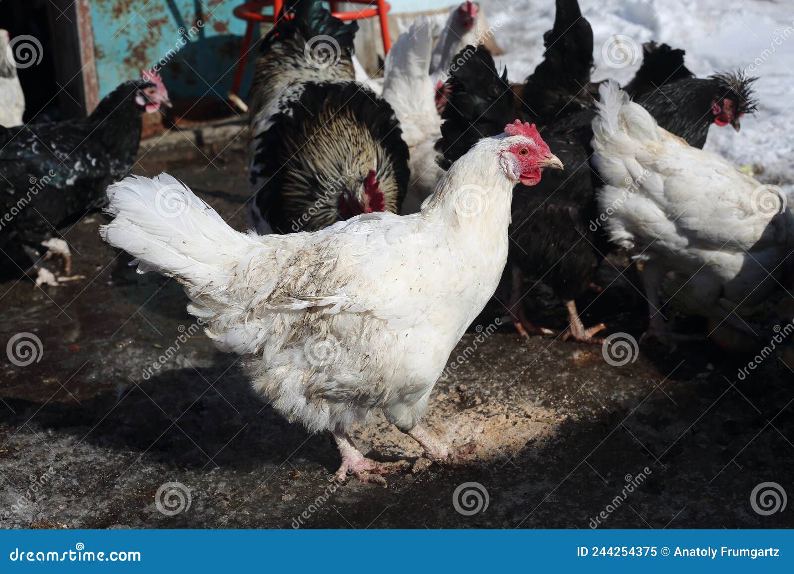 Hen Walking on Poultry Yard Stock Image - Image of beautiful, male ...
