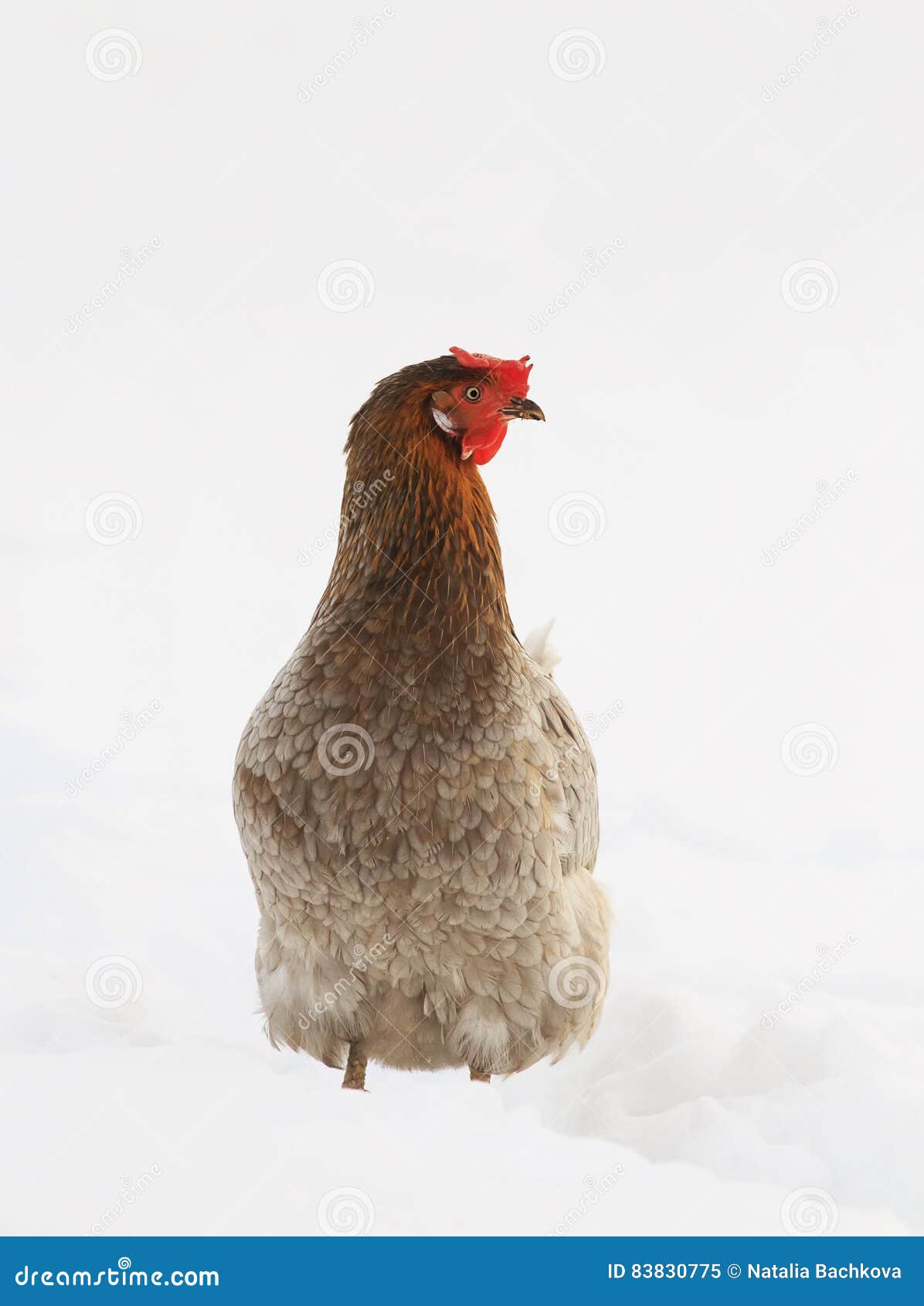 Hen Walks in Winter and White Snow Stock Image - Image of alive ...