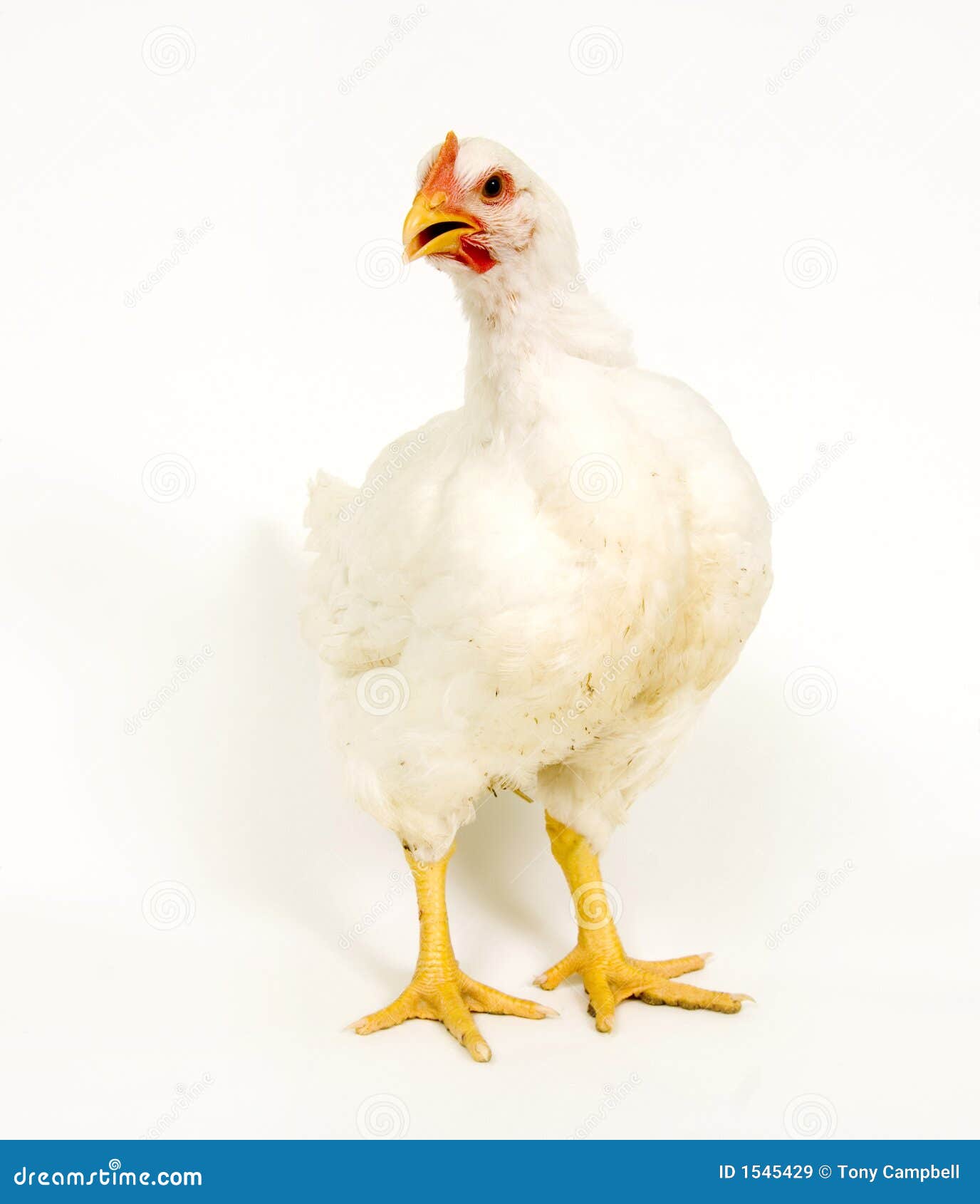 Hen on white background stock image. Image of eyes, bird - 1545429