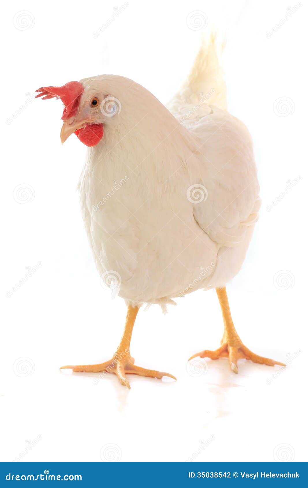 Hen stock photo. Image of studio, background, farming - 35038542
