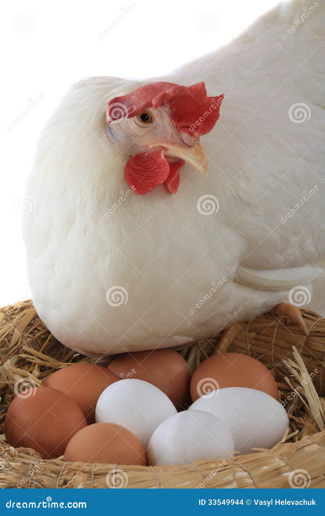Hen stock photo. Image of rural, nature, isolated, poultry - 33549944