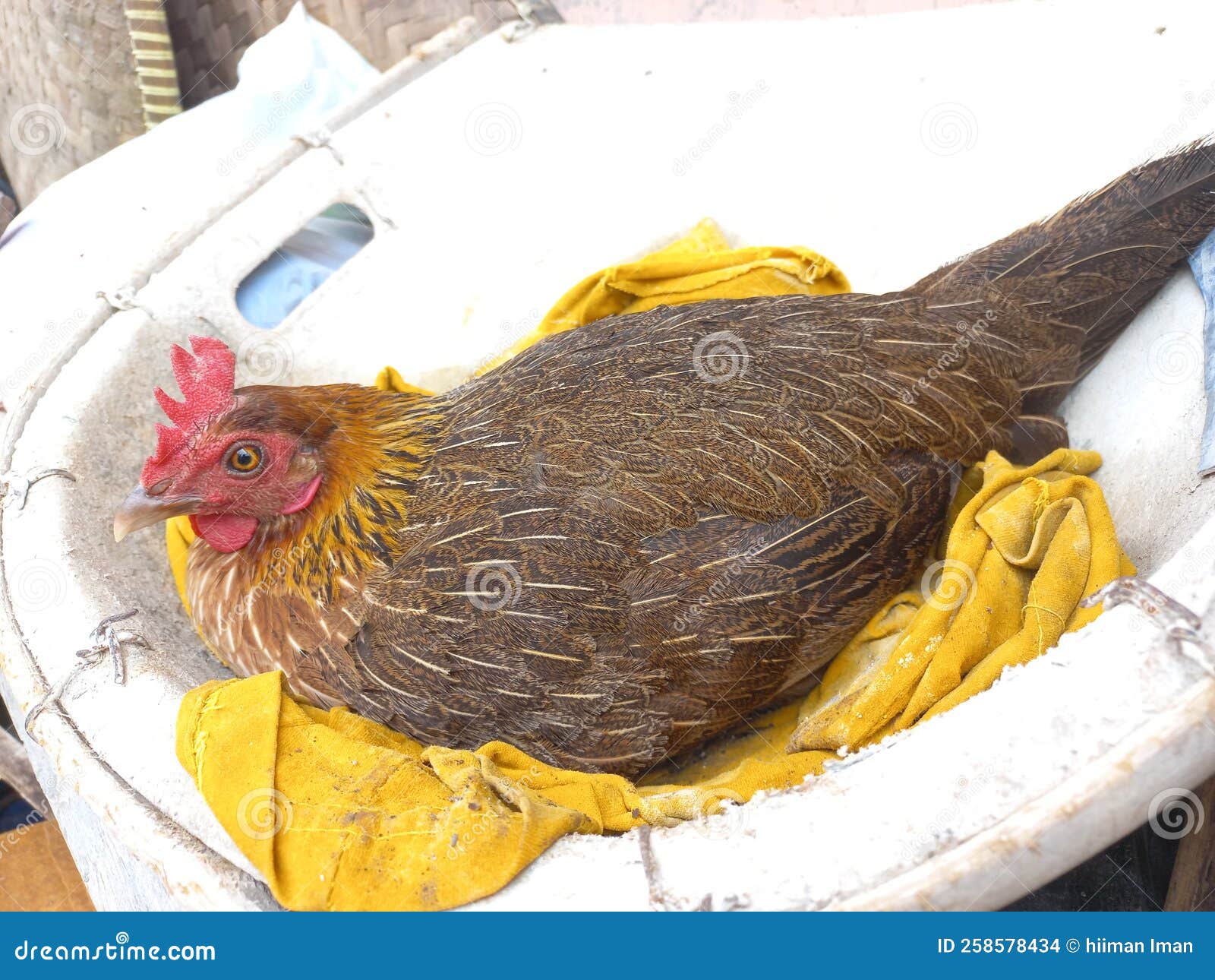 The Hen Who is Incubating Her Eggs Stock Photo - Image of incubating ...