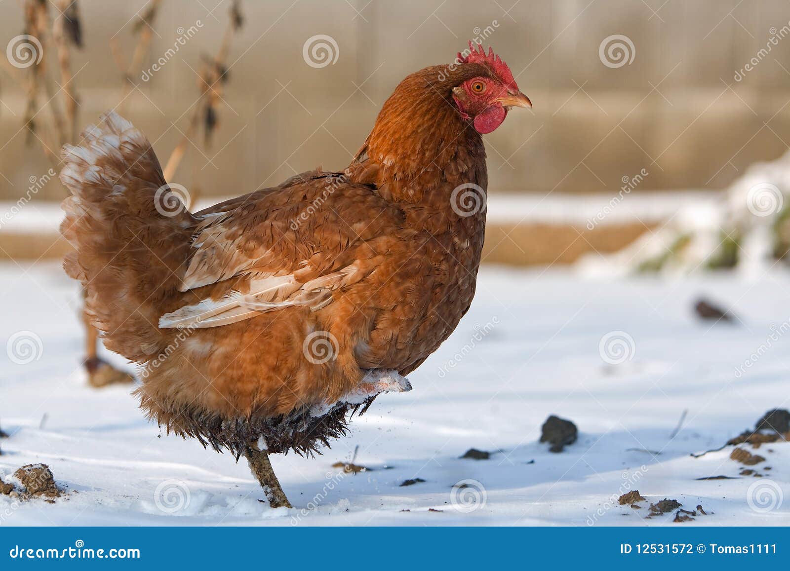 Hen in winter - detail stock photo. Image of breed, single - 12531572