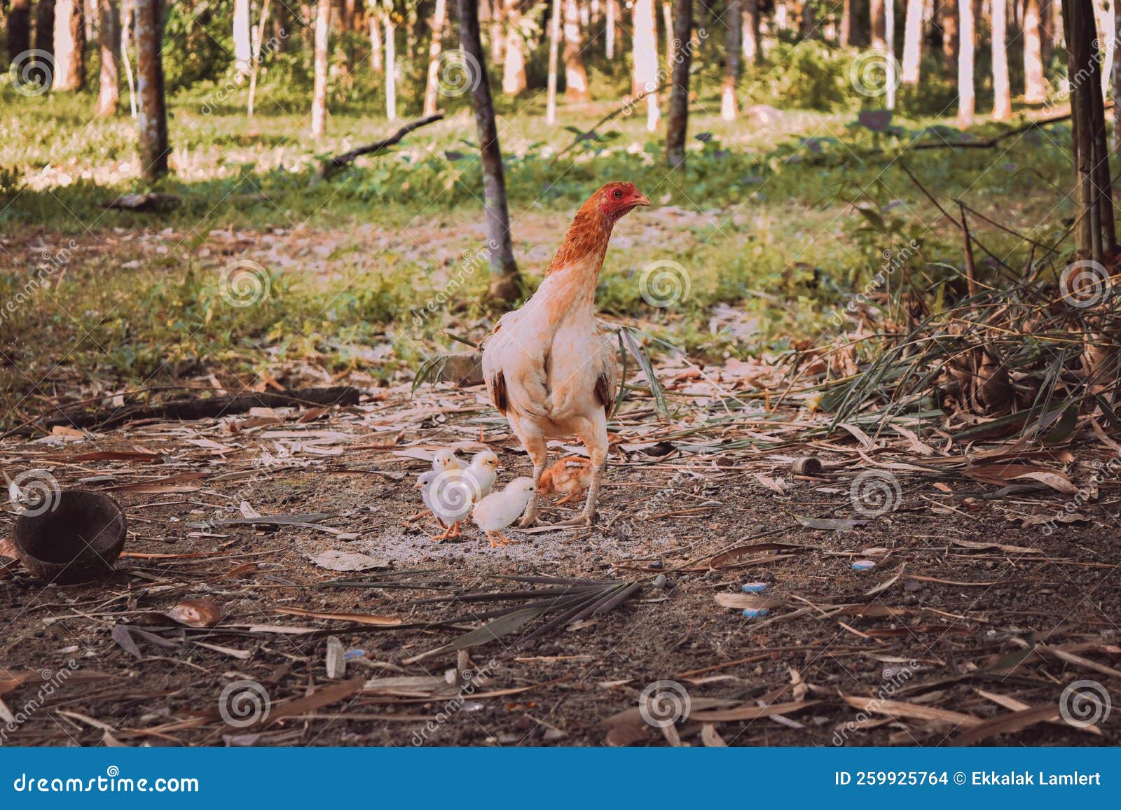 Hen y sus hijos foto de archivo. Imagen de animal, gallina - 259925764