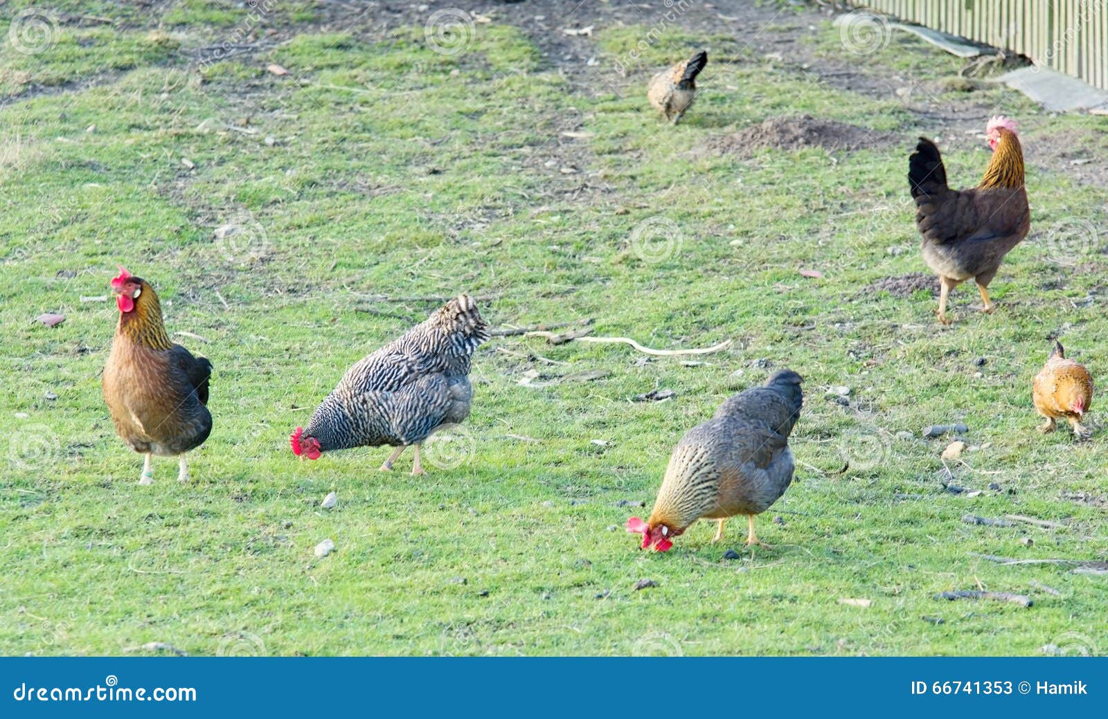 Hen in yard stock image. Image of eating, rural, agriculture - 66741353