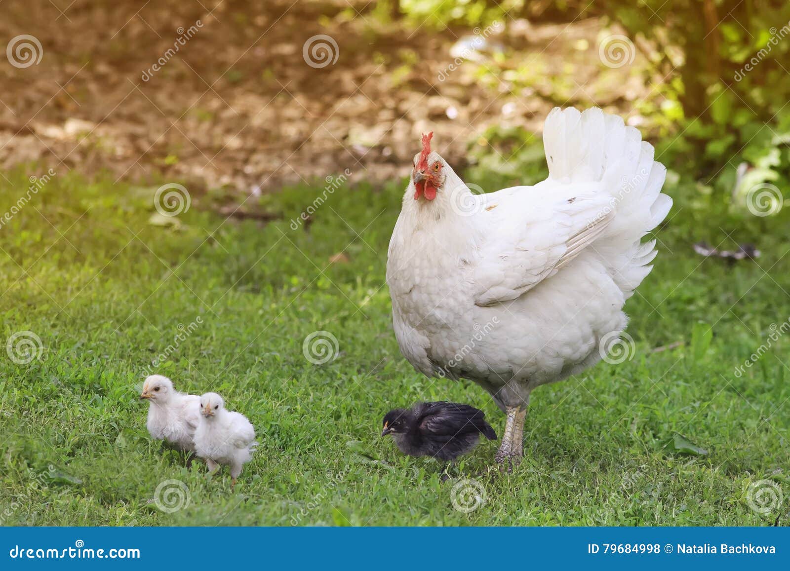 Hen with Young Chicks Walks in Green Grass on a Farm Stock Photo ...