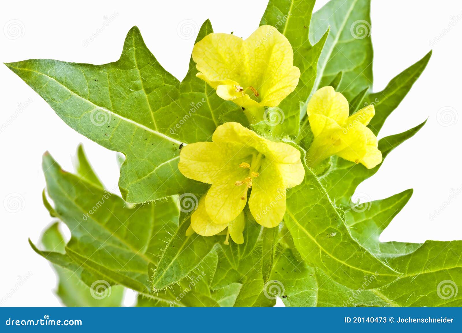 Henbane stock image. Image of aureus, yellow, closeup - 20140473