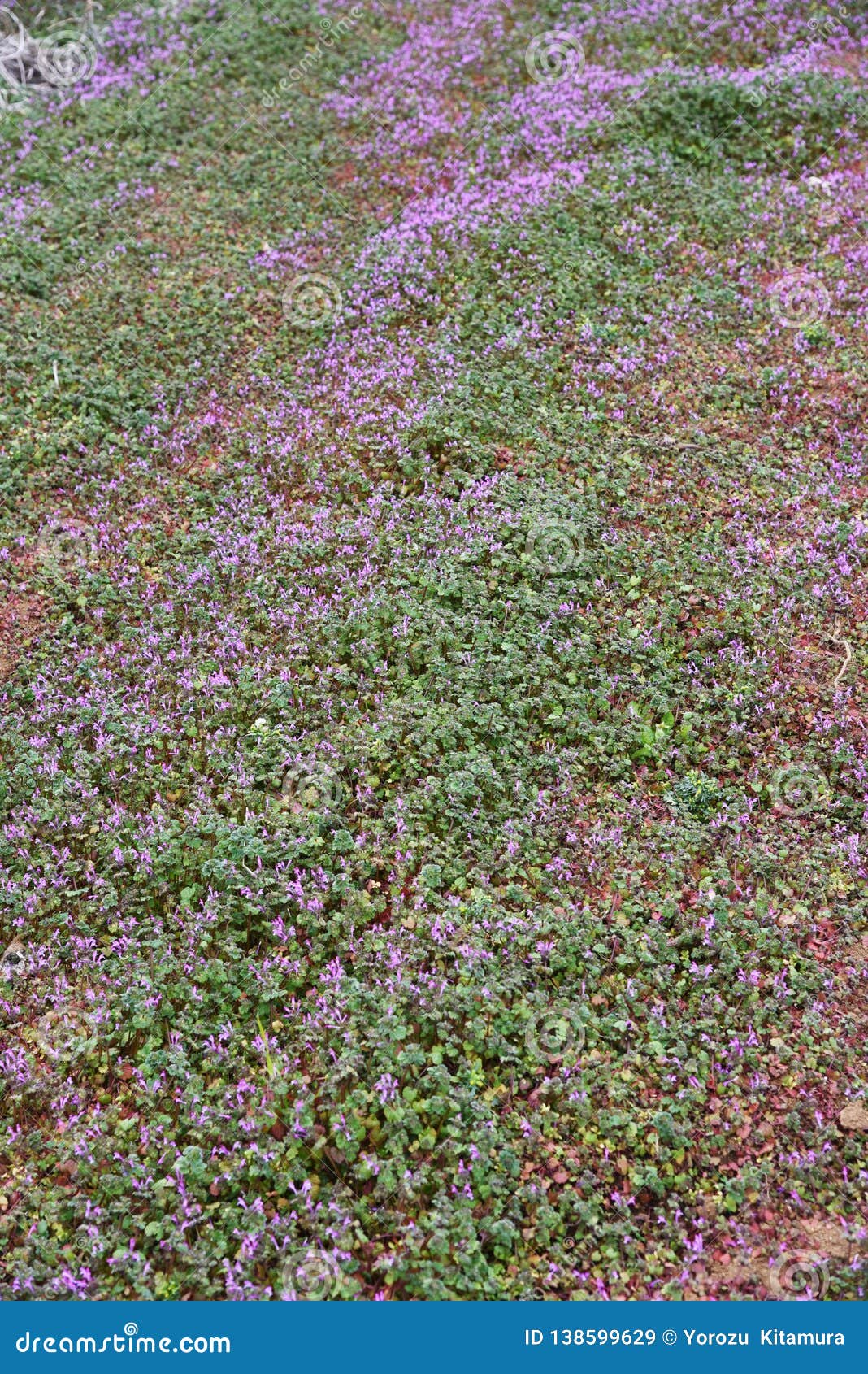 Henbit flowers stock image. Image of henbit, floral - 138599629